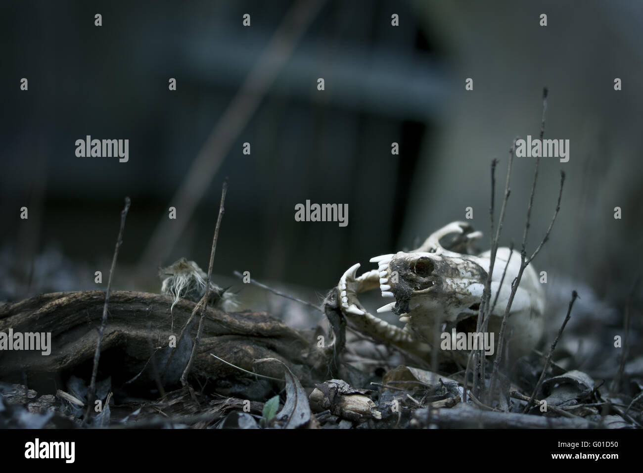 Tusk animal hi-res stock photography and images - Alamy