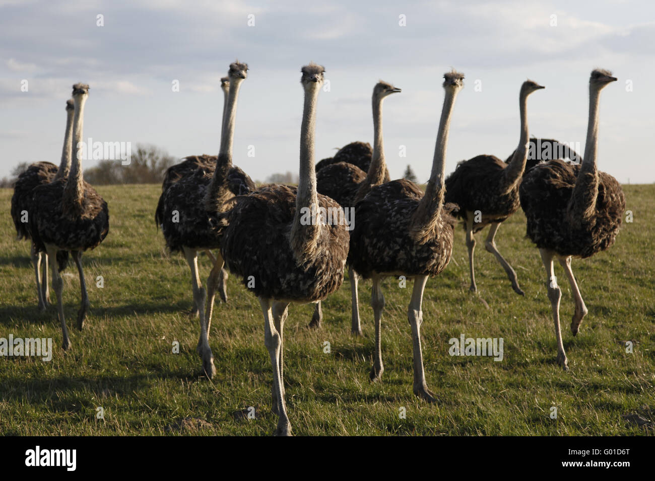 Neug hi-res stock photography and images - Alamy