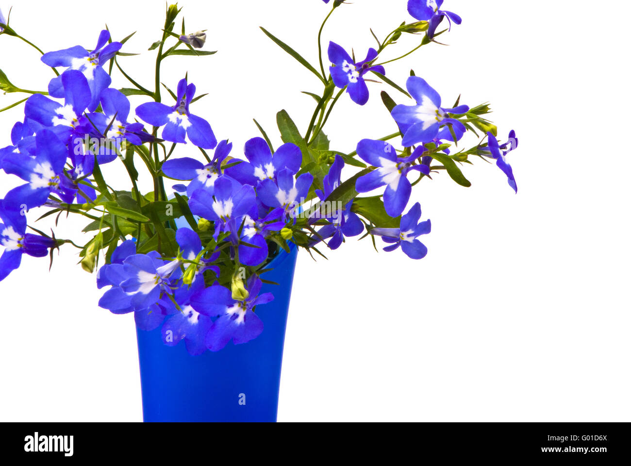 Lobelia background hi-res stock photography and images - Alamy
