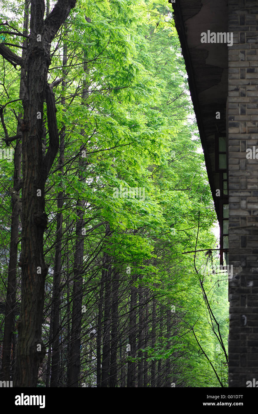 green tree and house Stock Photo - Alamy