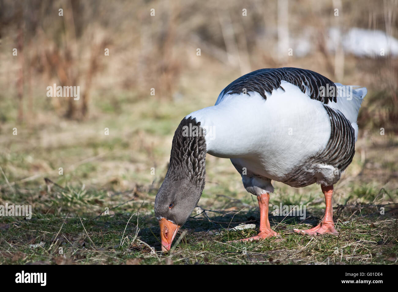 Goose by feeding Stock Photo - Alamy