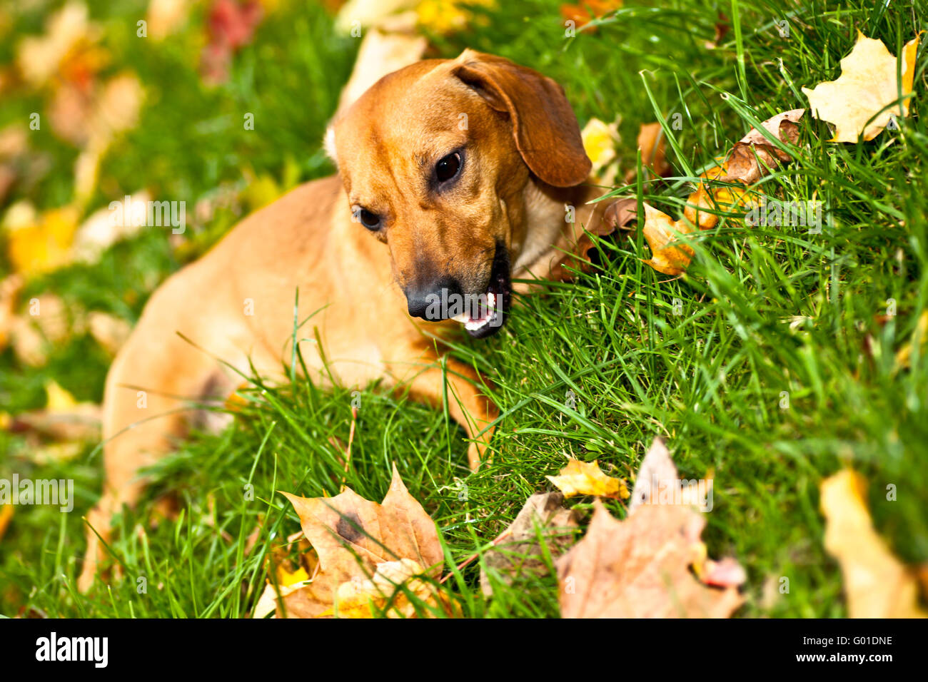 Funny dachshund puppy lay on green grass with autumn maple leaves Stock ...