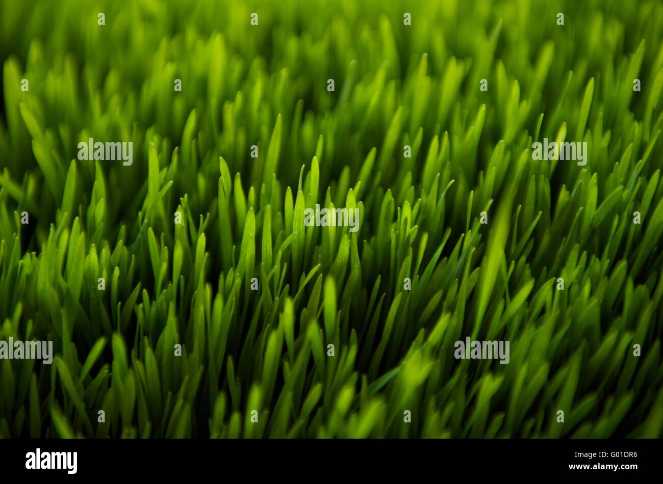 Herbage plant hi-res stock photography and images - Alamy