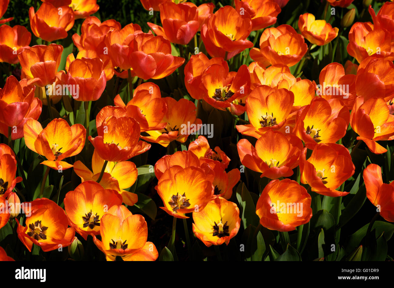 Orange and Yellow Tulips Stock Photo - Alamy