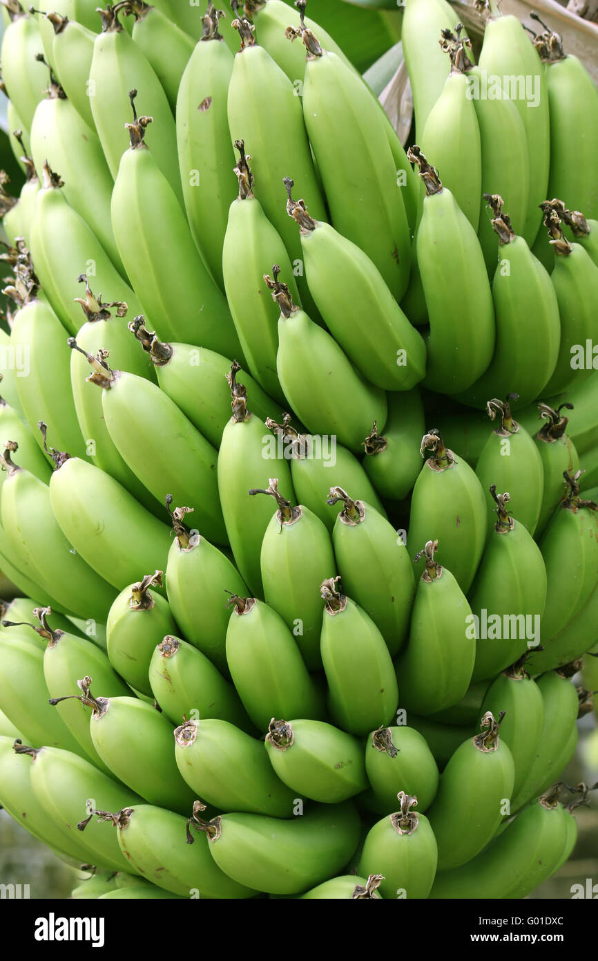 Caribbean bananas plantation hi-res stock photography and images - Alamy