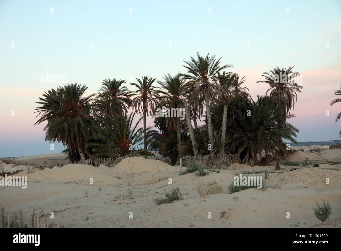 Oasis in the Sahara desert Stock Photo - Alamy