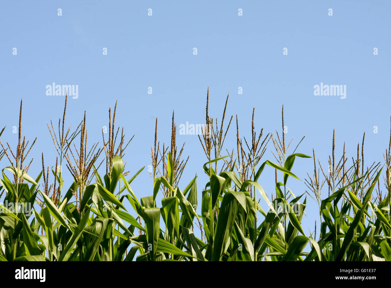 Corn Stalks 1 Stock Photo - Alamy