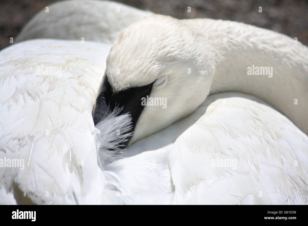 Sleeping swan hi-res stock photography and images - Alamy