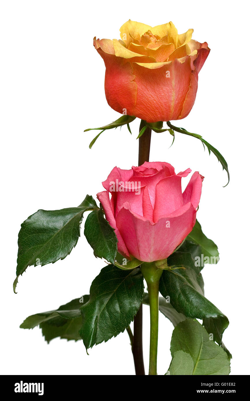 pink and yellow roses isolated on white background Stock Photo - Alamy