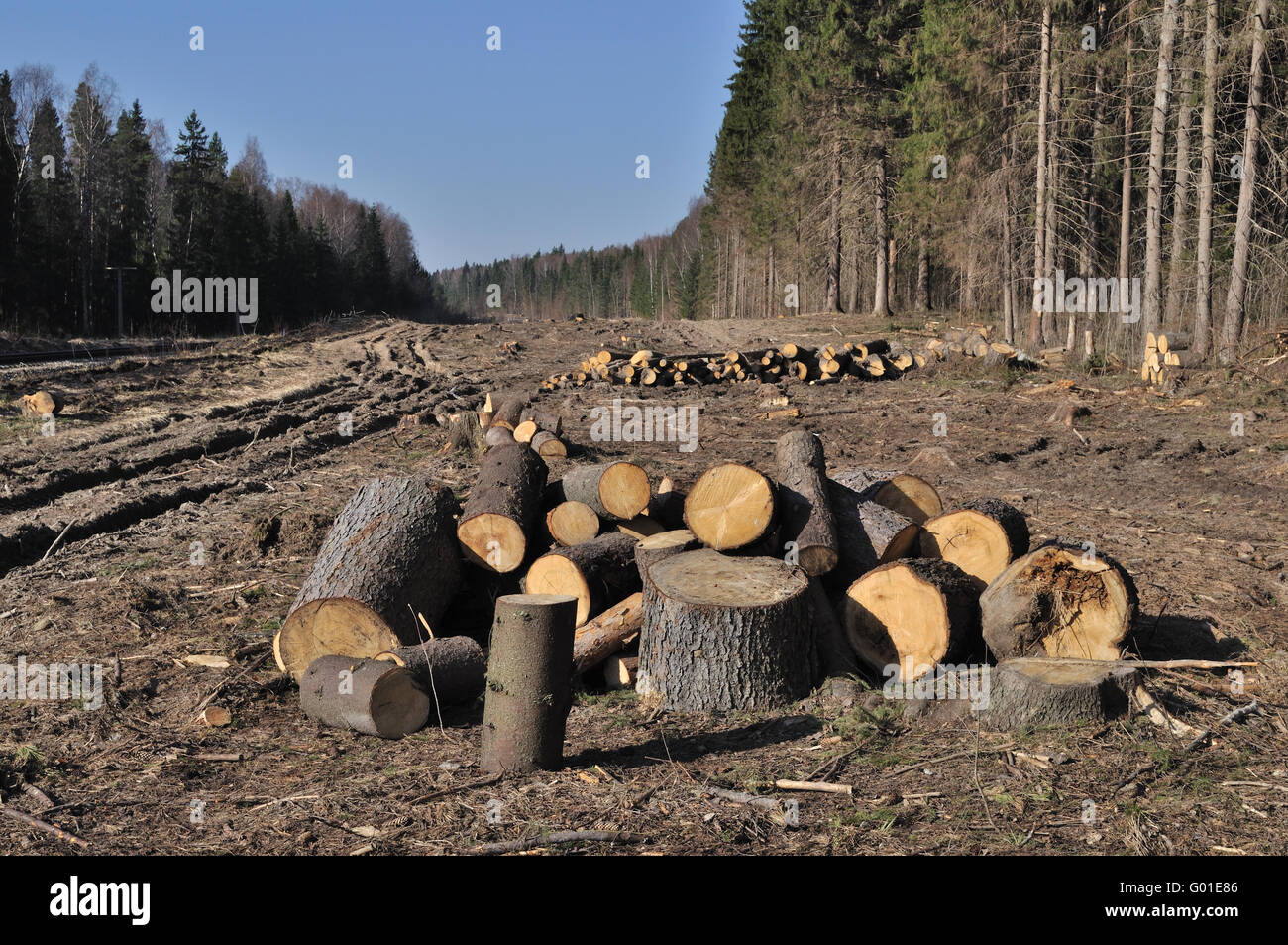 Deforested area in a forest with cutted trees Stock Photo - Alamy