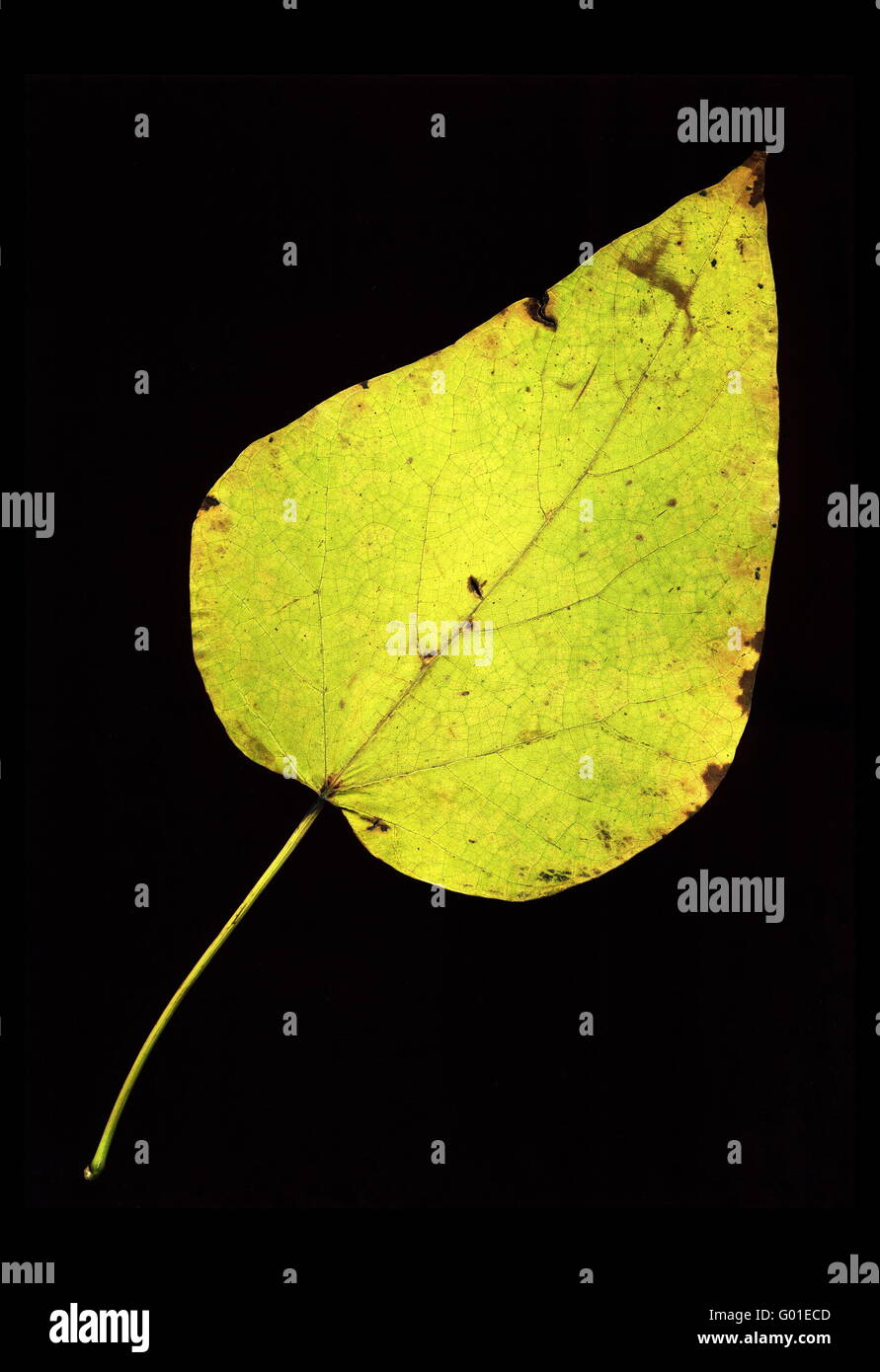 Black leaf streak hi-res stock photography and images - Alamy
