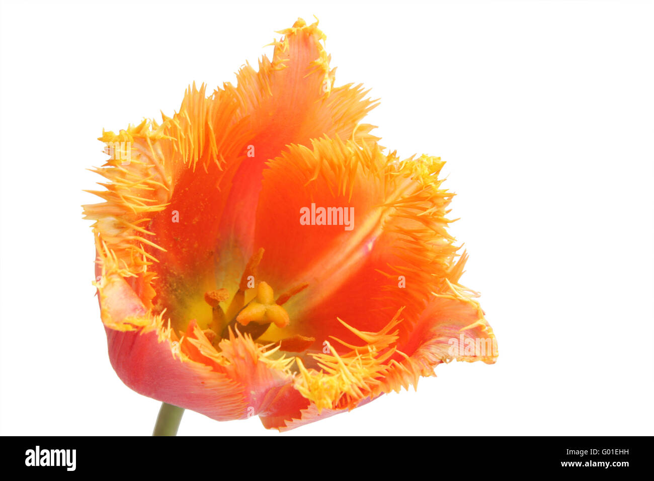 Spring flower - orange tulip. Lambada variety. Isolated on white Stock ...