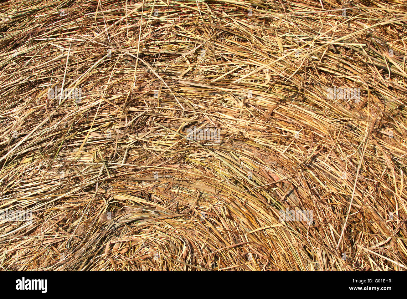 Hay texture - surface of hay bale with circular structure Stock Photo ...