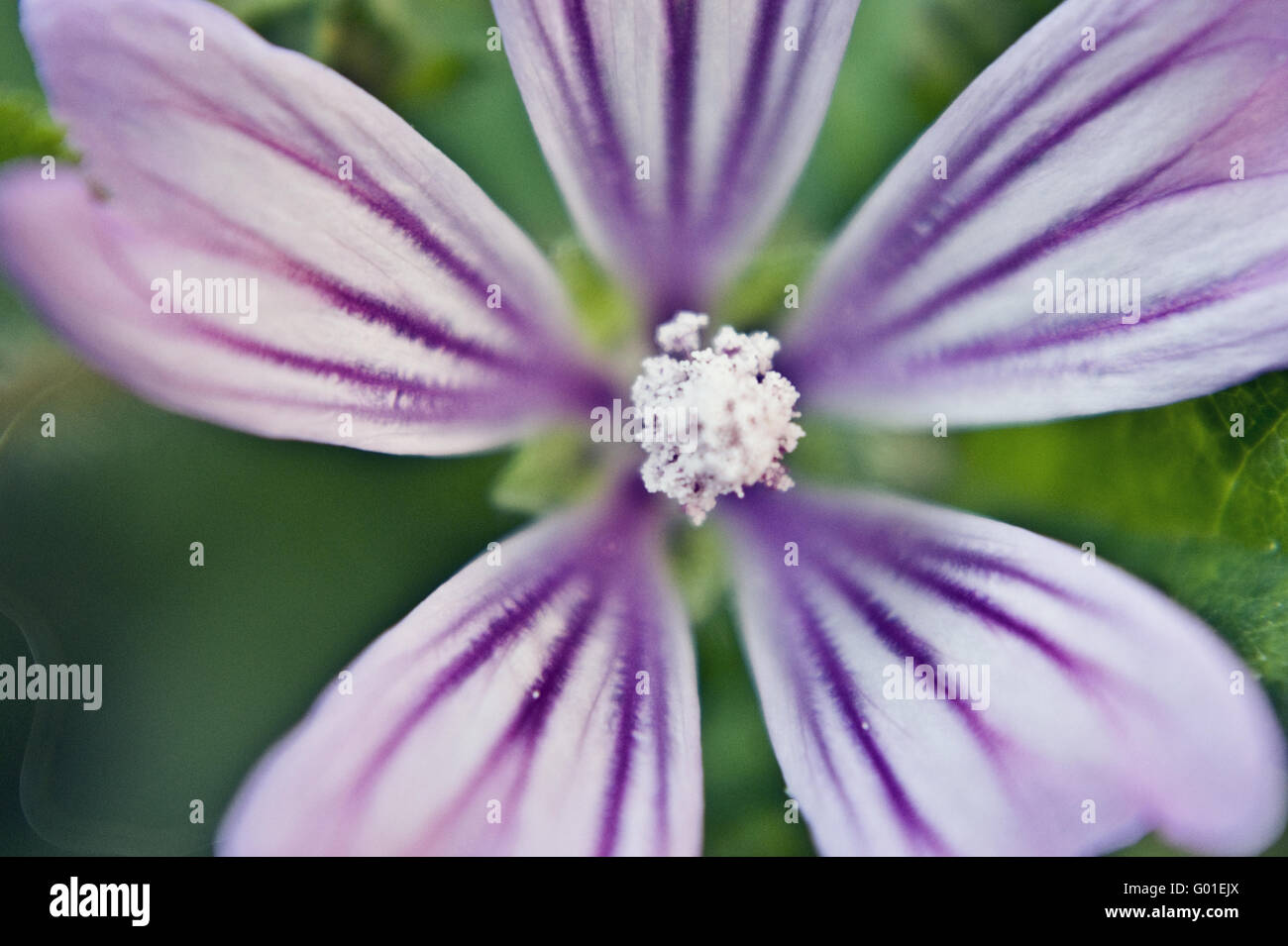 Enlarged stem hi-res stock photography and images - Alamy
