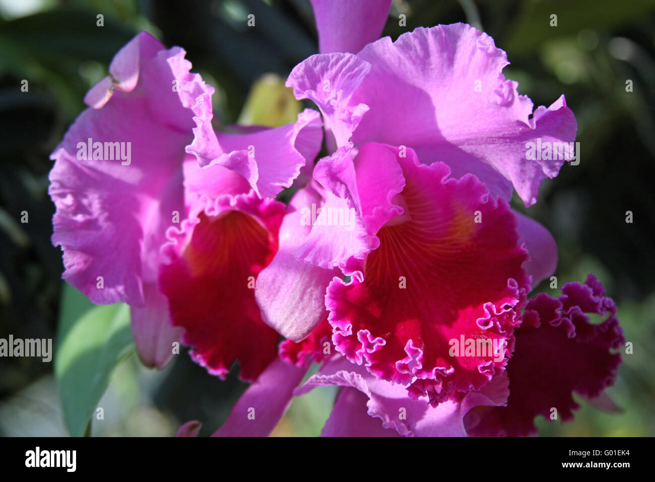 Beautiful multi colored multi orchids hi-res stock photography and ...