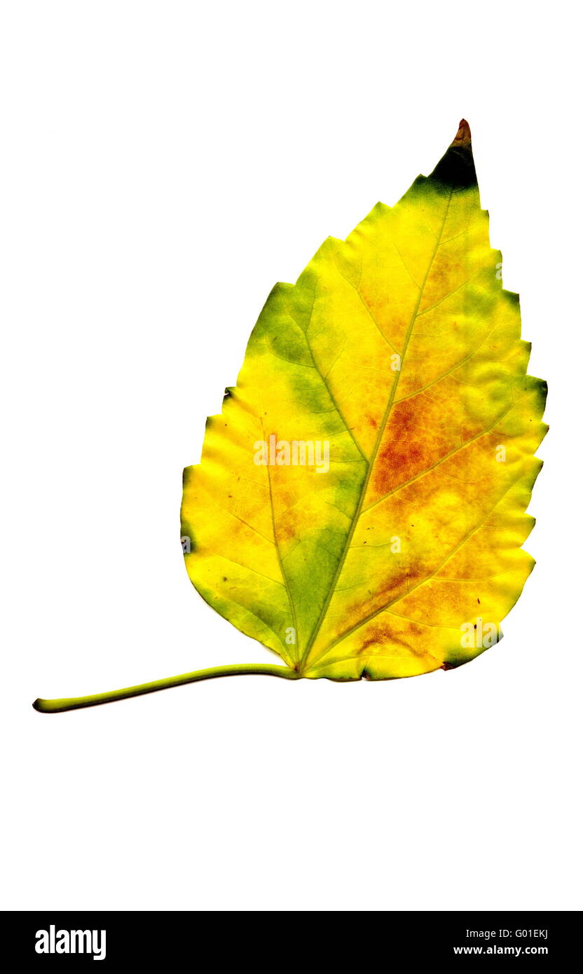 Golden autumnal leaf isolated on white background Stock Photo - Alamy