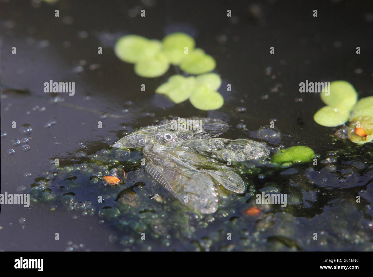 Wings of an insect floating on water surface Stock Photo - Alamy