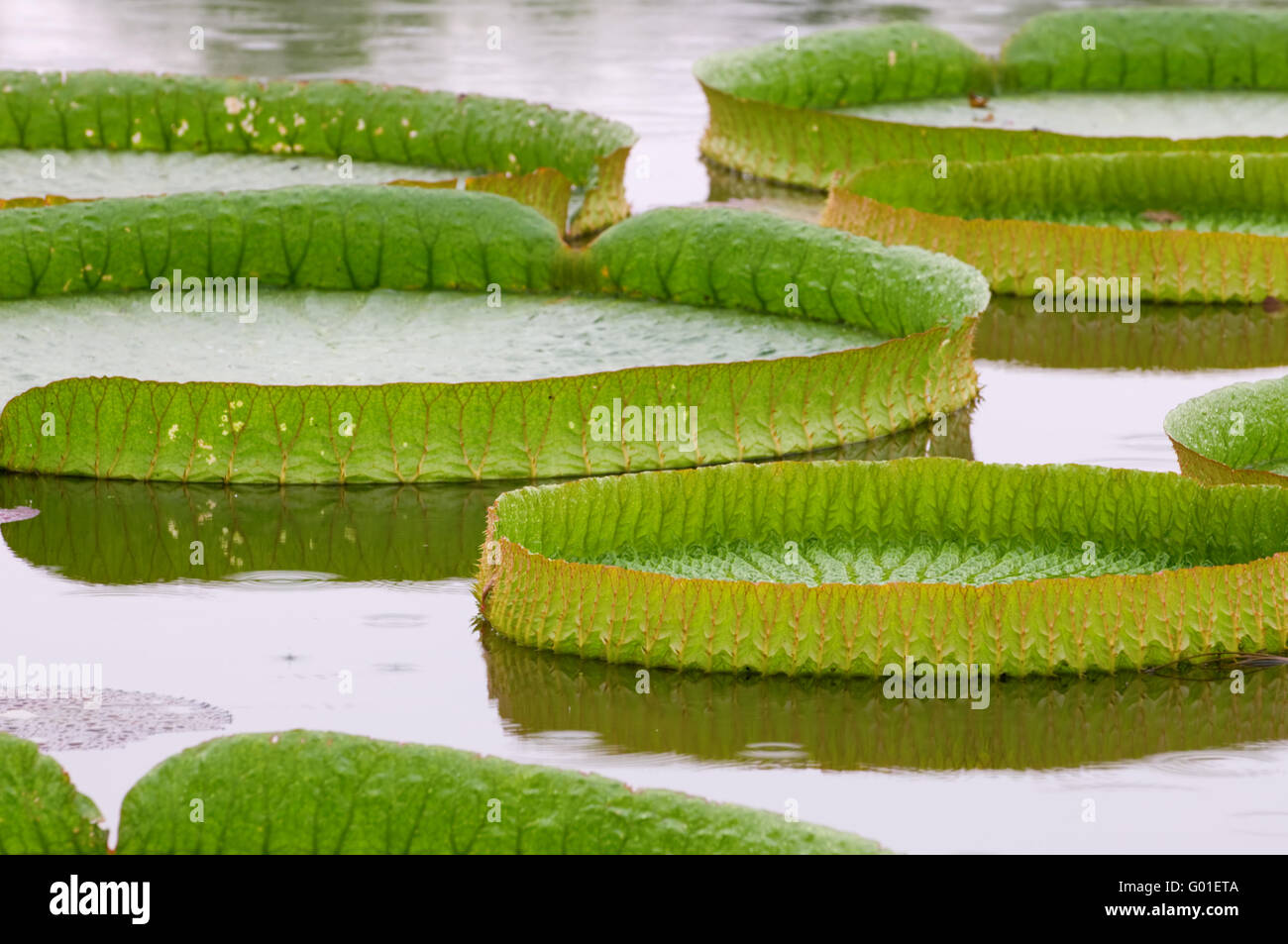 Large leaf floating on water hi-res stock photography and images - Alamy