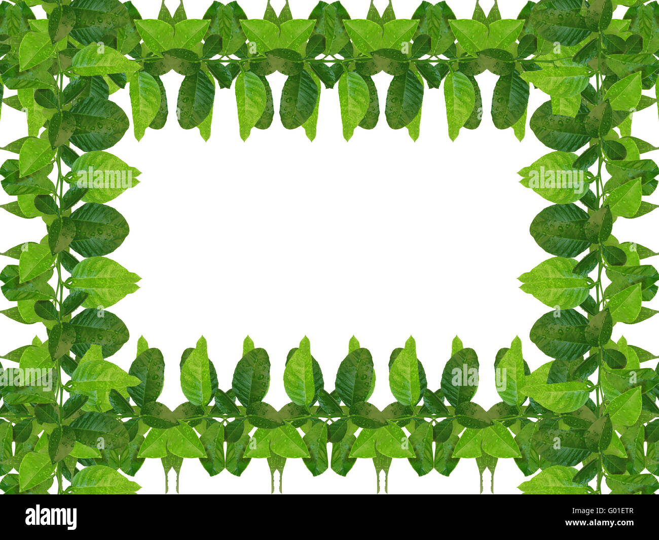 fresh green leaves frame - similar images available Stock Photo - Alamy