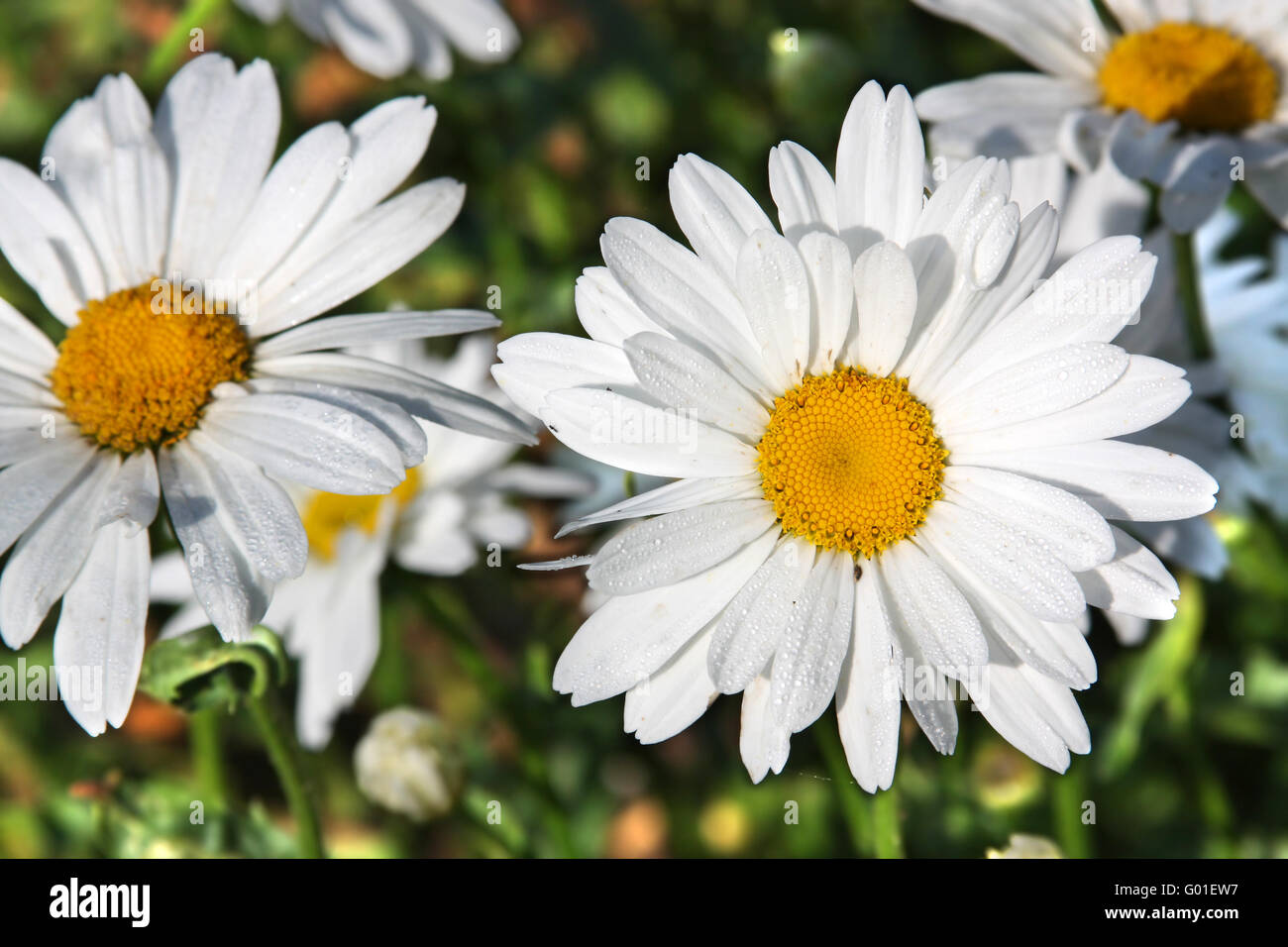 Ox eye leucanthemum vulgare urban hi-res stock photography and images ...