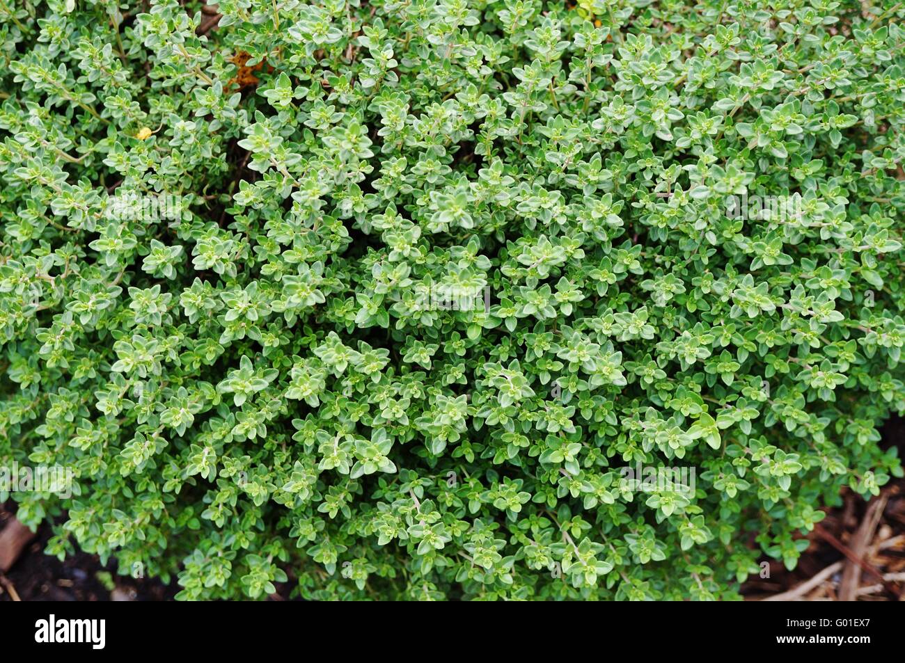 Creeping Lemon Thyme