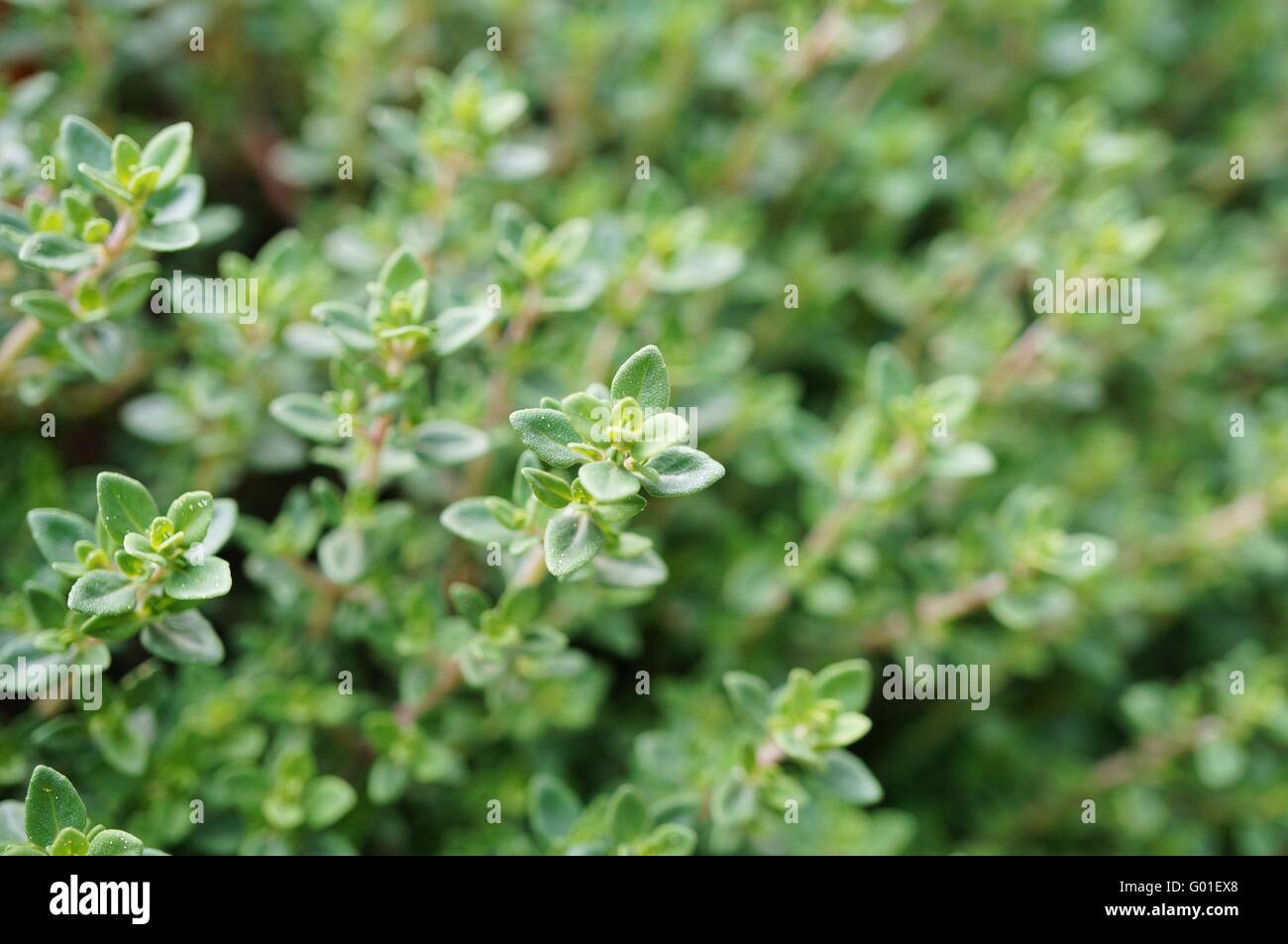 Thyme plant growing in the herb garden Stock Photo - Alamy