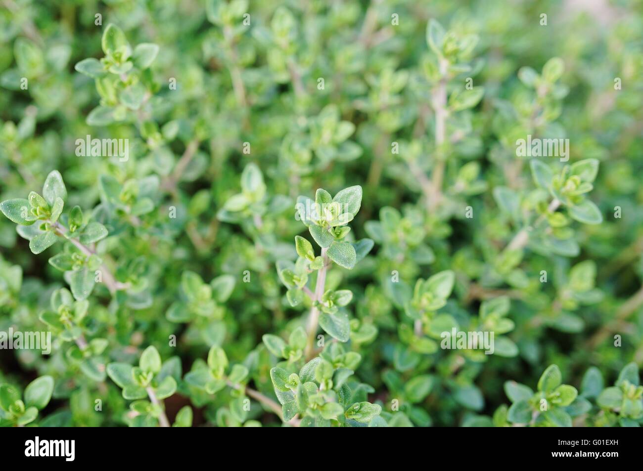 Thyme plant growing in the herb garden Stock Photo - Alamy