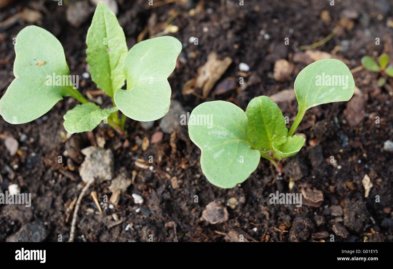 Radish leaves hi-res stock photography and images - Alamy
