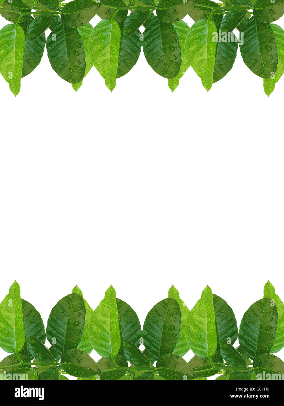 green lemon leaves frame - similar images available Stock Photo - Alamy