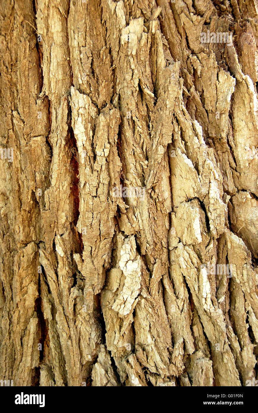Bark of an old tree for background Stock Photo - Alamy