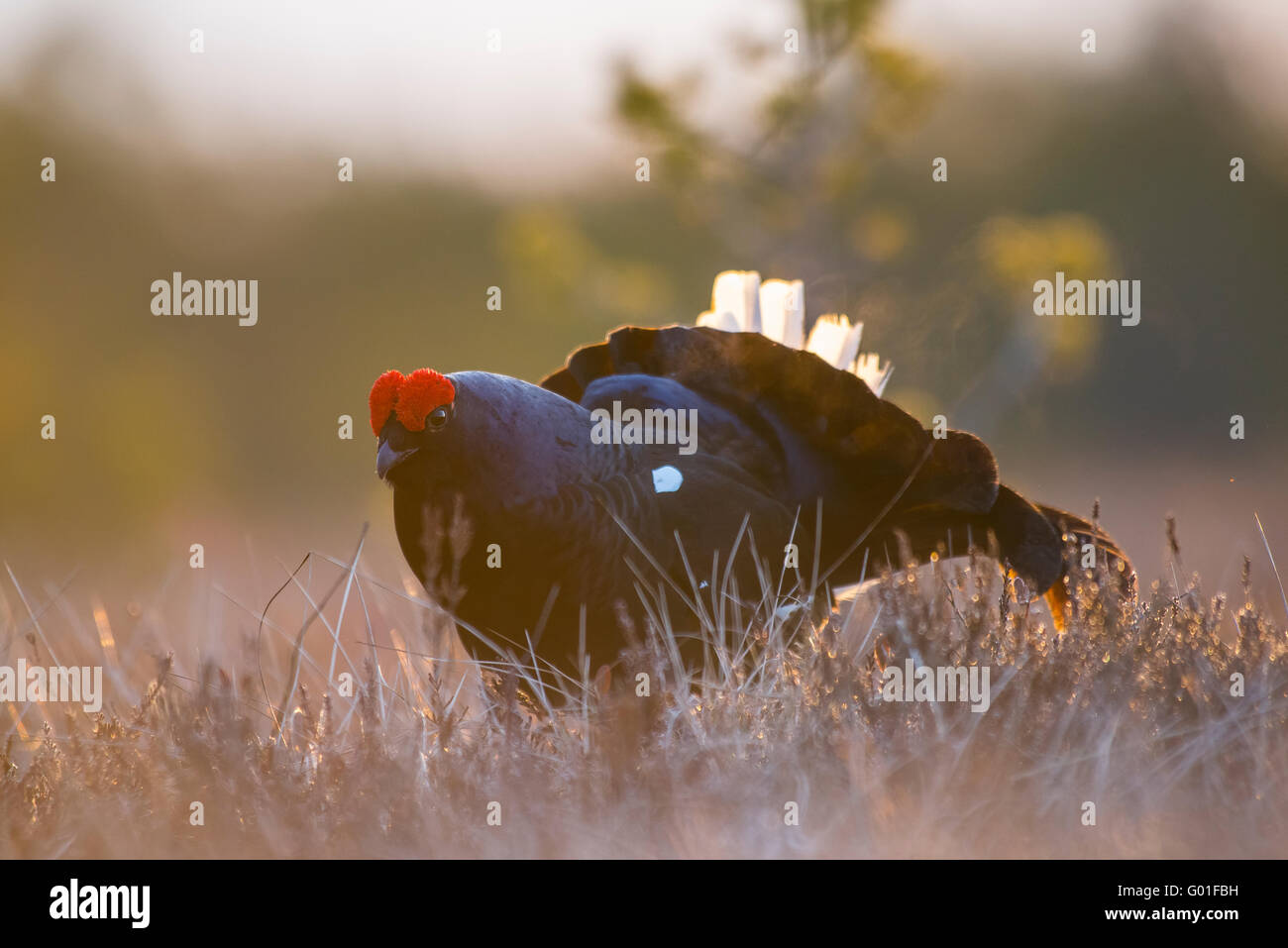 Male Black Grouse Stock Photo - Alamy