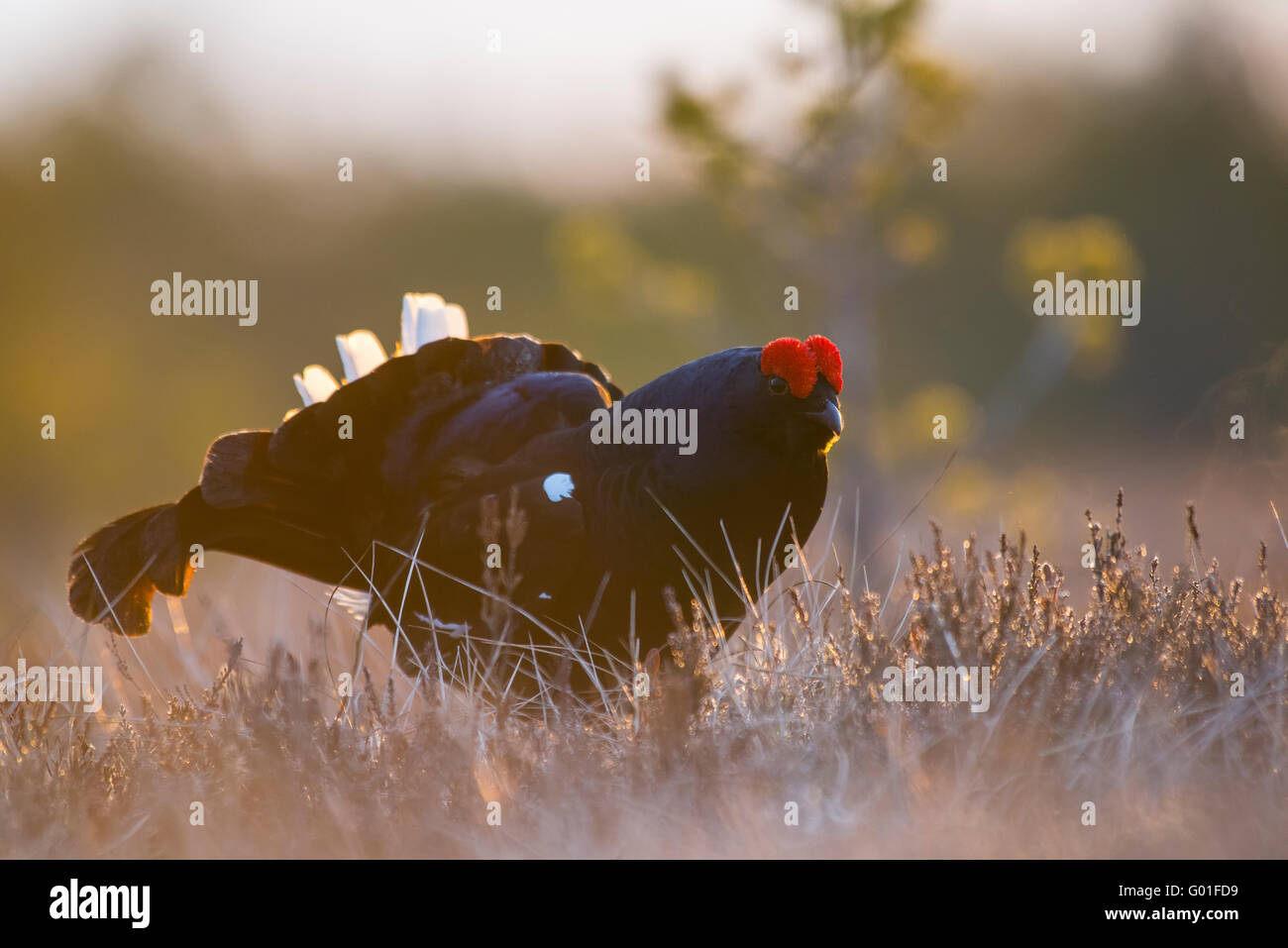 Black Grouse lekking Stock Photo - Alamy
