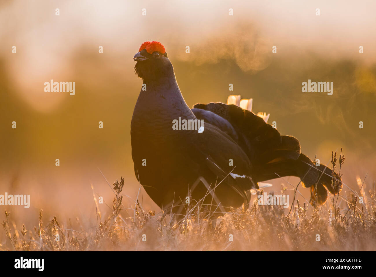 Male Black Grouse in the golden morning light Stock Photo - Alamy