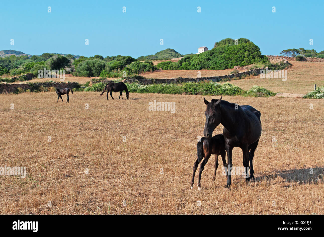 Minorcan countryside hi-res stock photography and images - Alamy