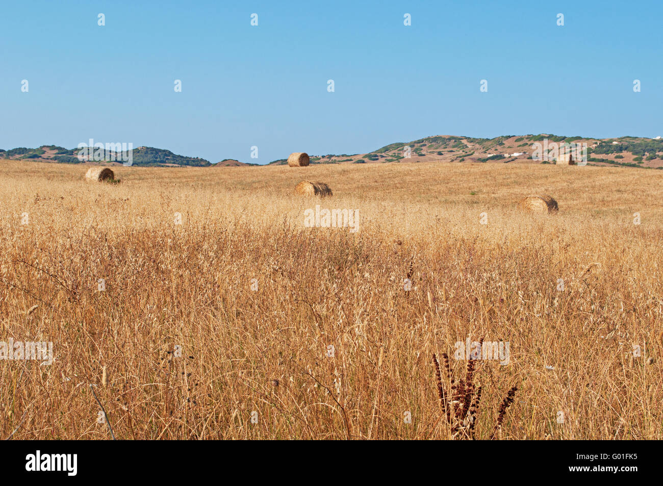 Menorca, Balearic Islands, Spain, Europe: haystacks, sheaves and wheat ...
