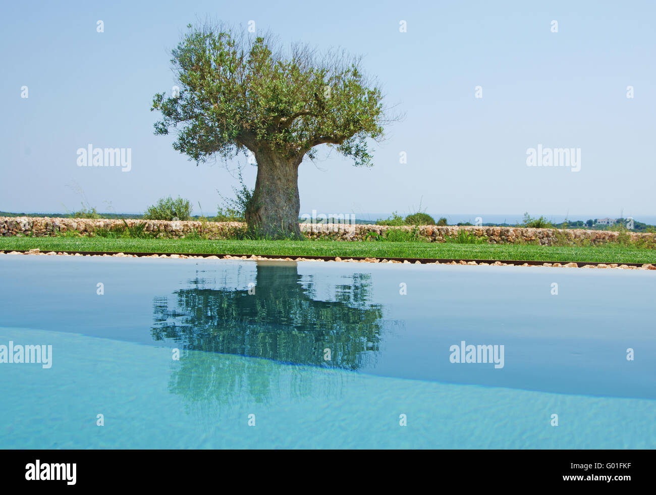 Menorca, Balearic Islands: an olive tree and pool reflections in the ...