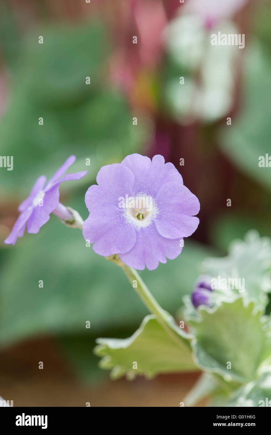 Primula marginata. Silver edged primrose flower Stock Photo - Alamy