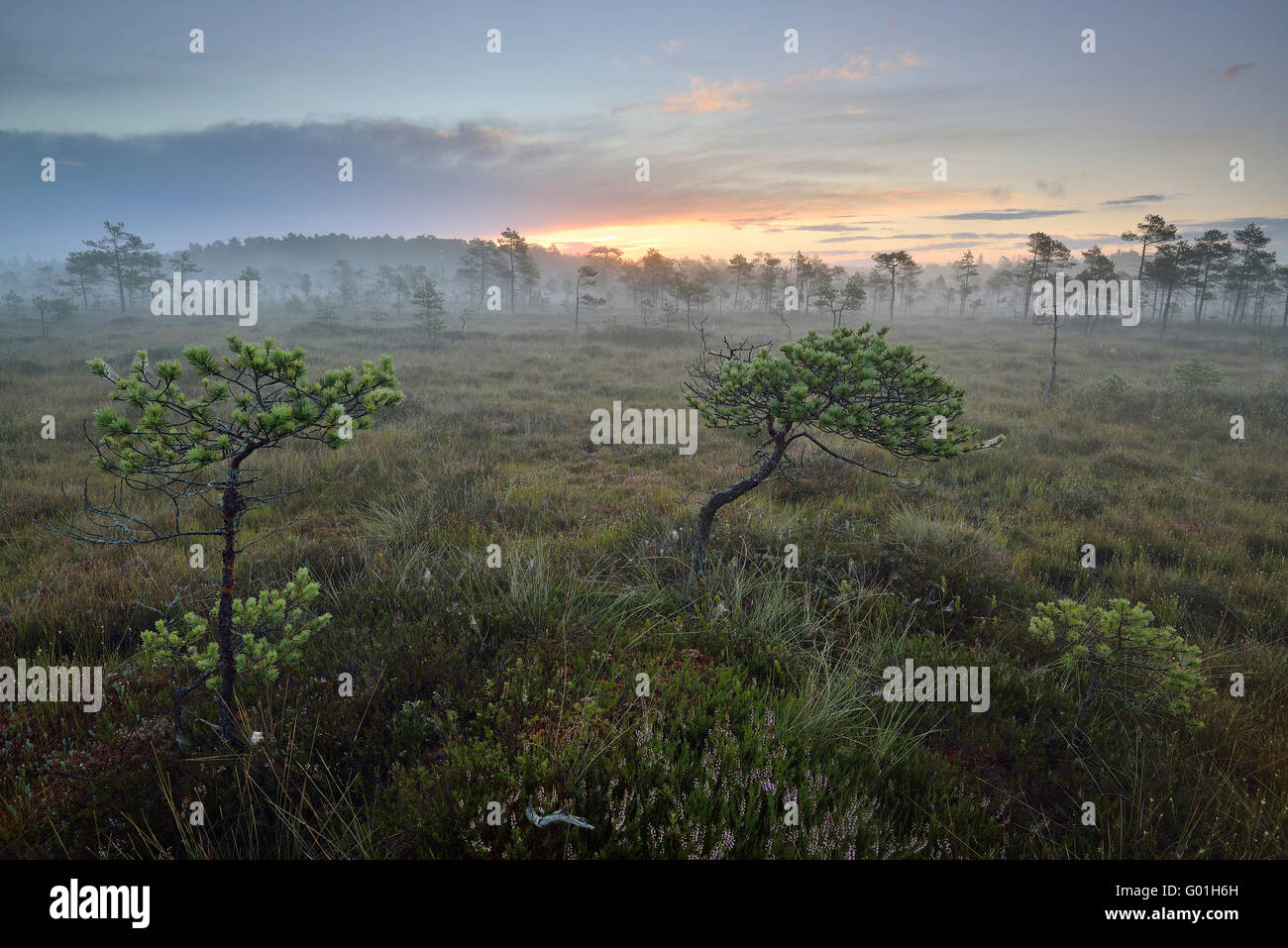 Swamp in summer hi-res stock photography and images - Alamy
