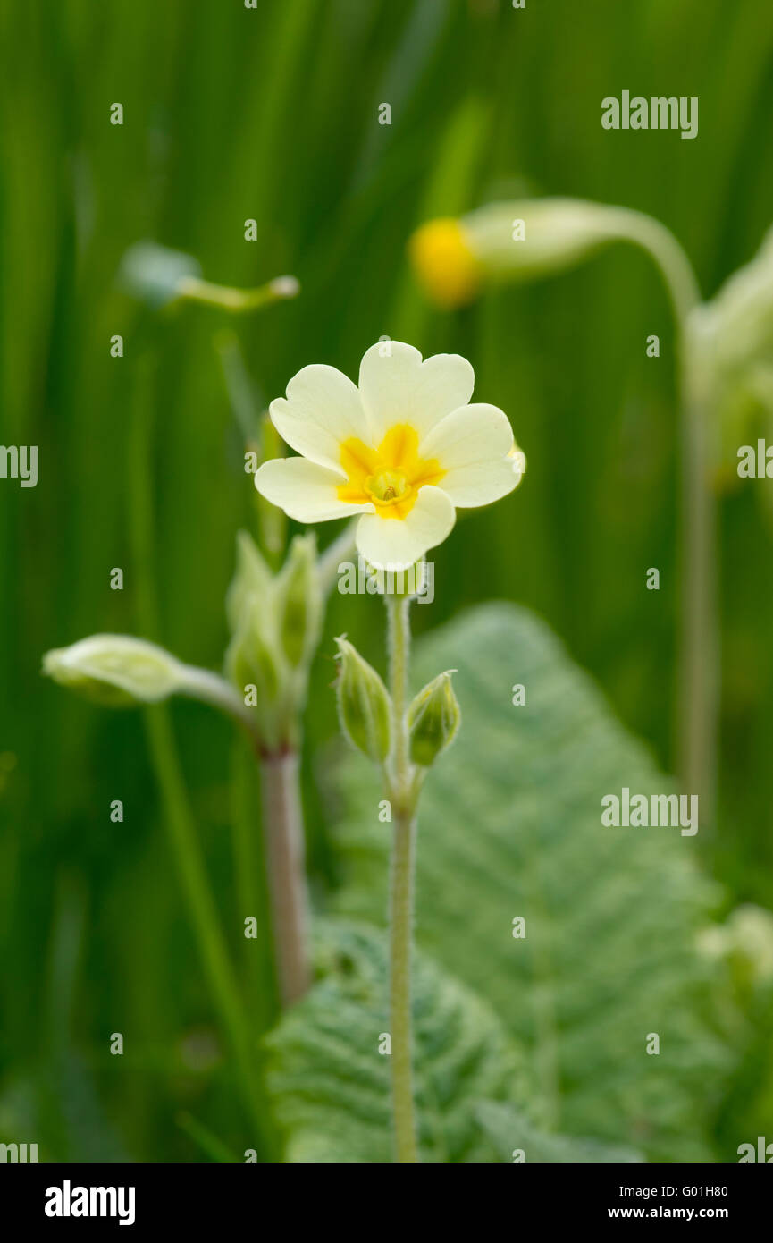 Wild primrose hi-res stock photography and images - Alamy