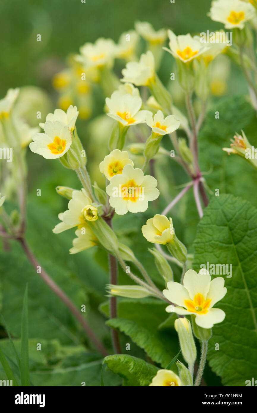 Primula vulgaris. Wild Primrose flowers Stock Photo - Alamy