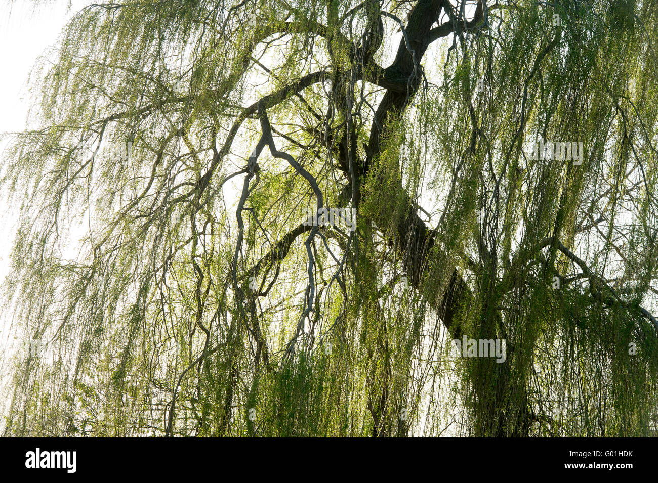 Salix babylonica 'Pendula'. Weeping willow tree Stock Photo - Alamy