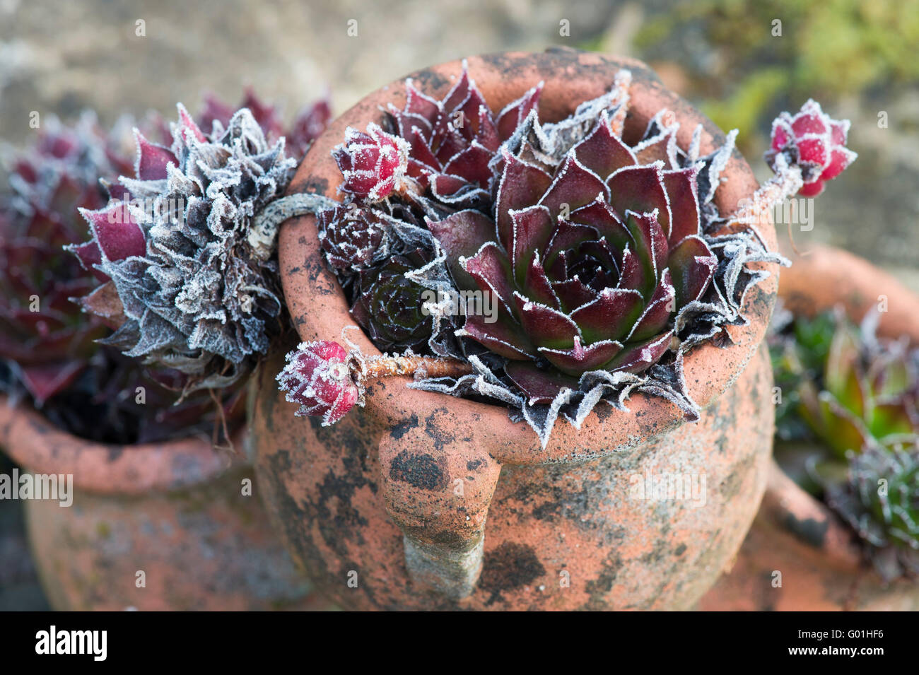 Sempervivum. Houseleek plant in pots covered in spring frost Stock ...