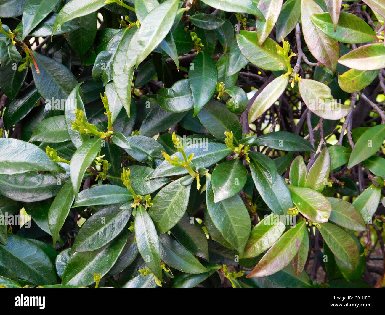 Patchouli field hi-res stock photography and images - Alamy