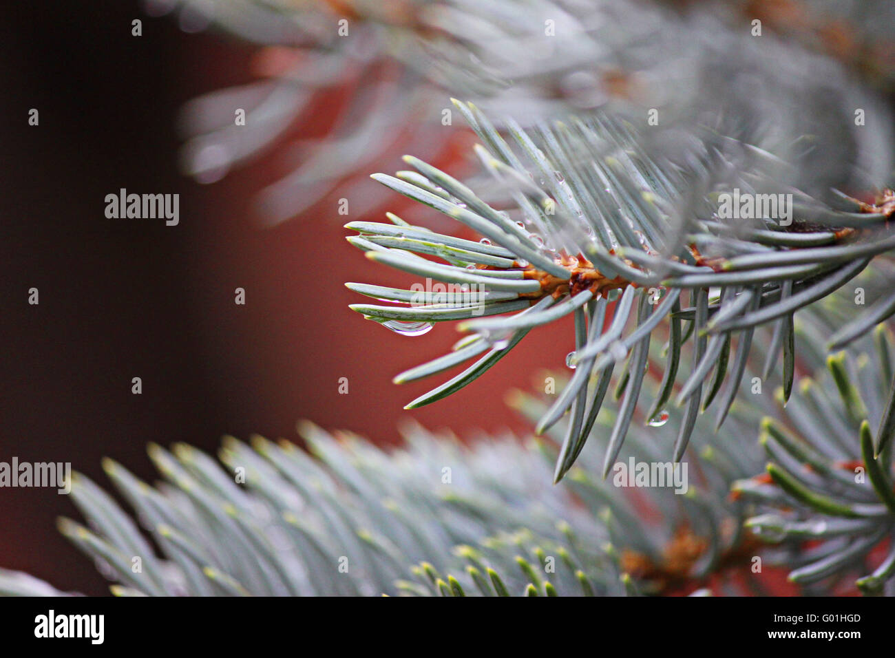 Closeup trees after rain hi-res stock photography and images - Alamy