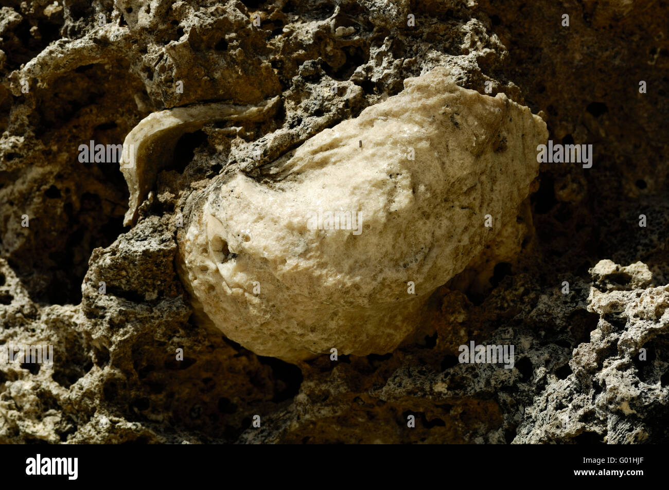 Shell embedded in eroded sediment, Pongwe Bay Stock Photo - Alamy