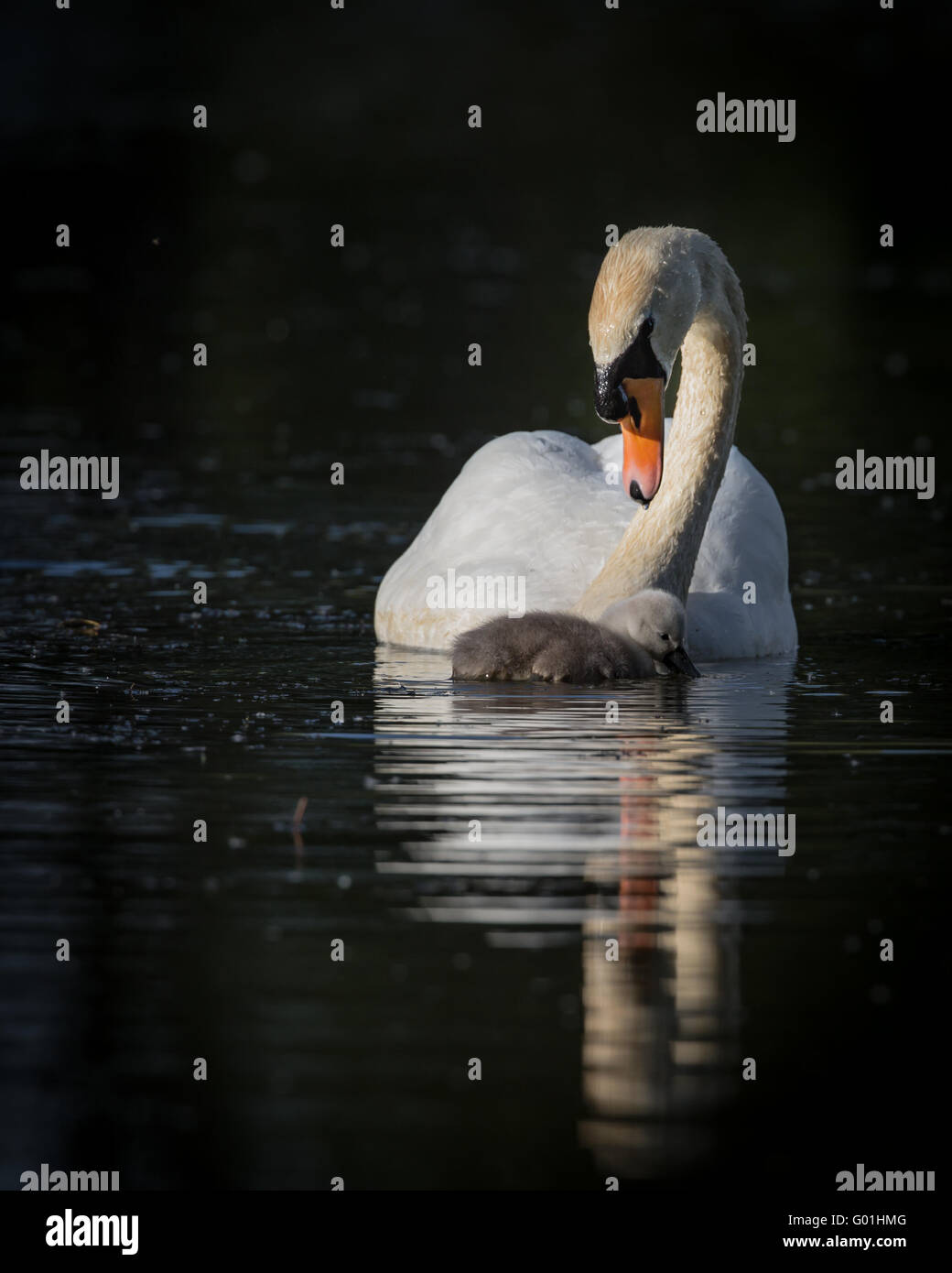single swan and cygnet Stock Photo - Alamy