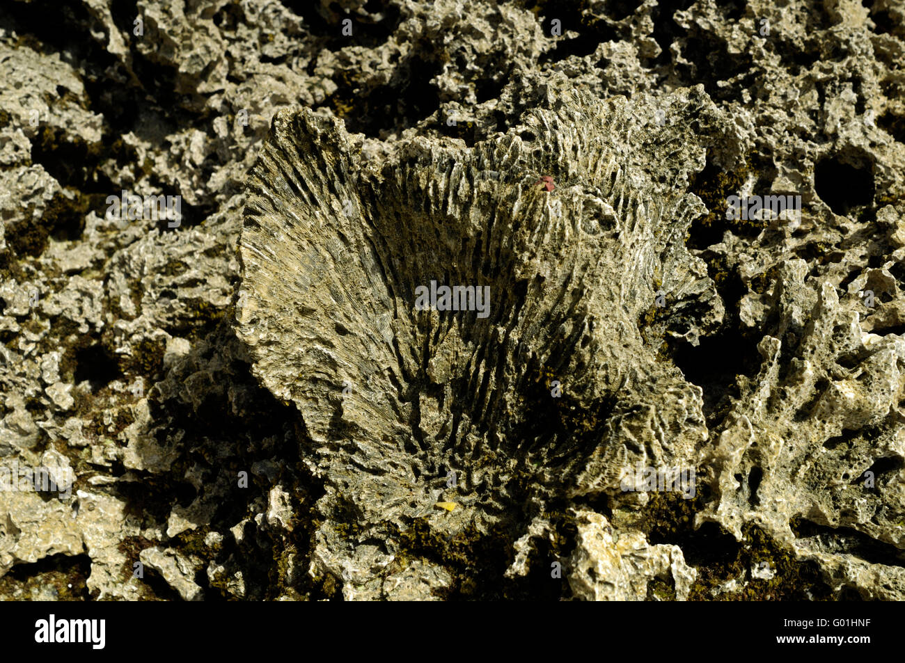 Zanzibar rock hi-res stock photography and images - Alamy