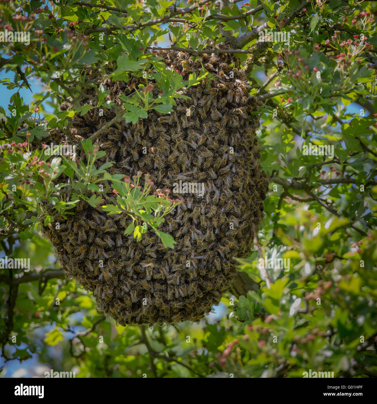 honey bee swarming in large group Stock Photo - Alamy