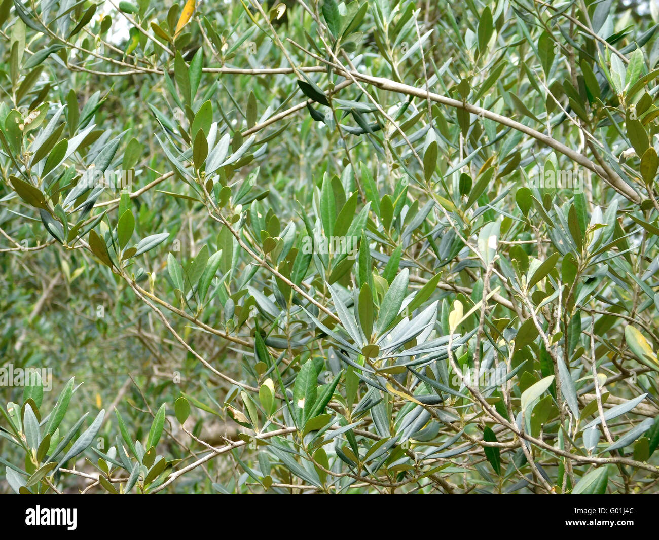 leaves olive tree Stock Photo - Alamy