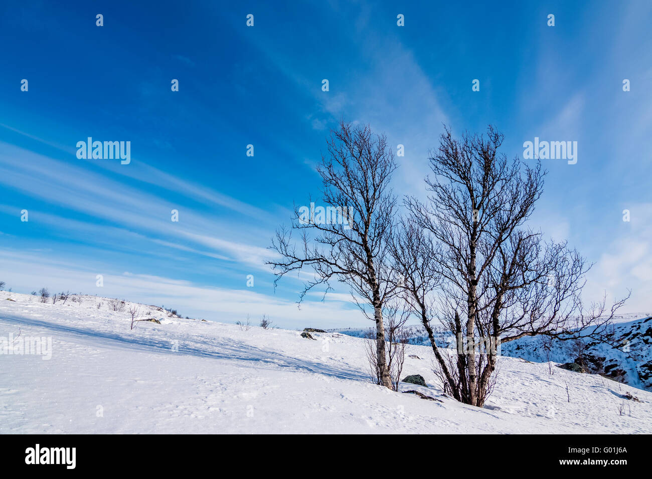 Mountain birch in the wilderness Kevo Stock Photo - Alamy